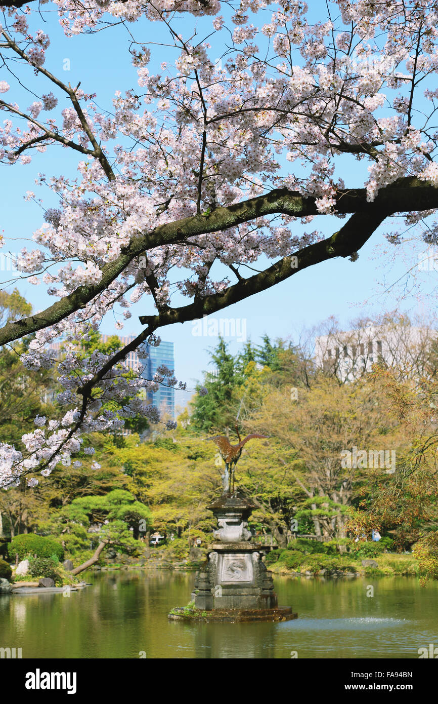Cherry blossoms in full bloom in Tokyo Stock Photo - Alamy