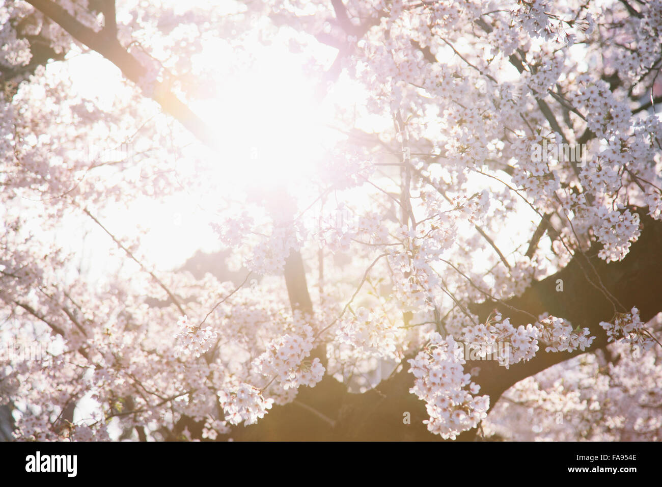 Cherry blossoms in full bloom in Tokyo Stock Photo - Alamy