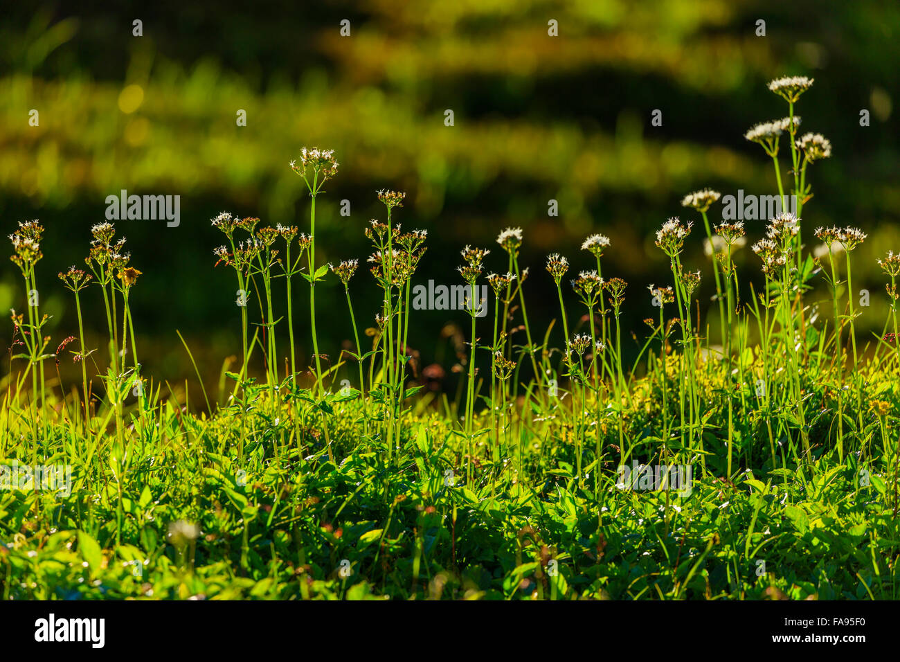 Wildflowers in paradise meadows hi-res stock photography and images - Alamy