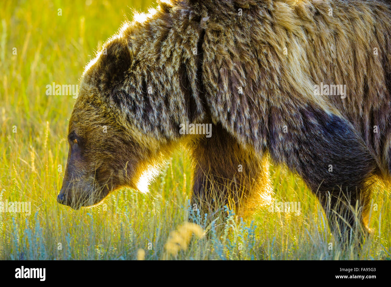 Grizzly bear in Jasper National Park, Canada Stock Photo - Alamy