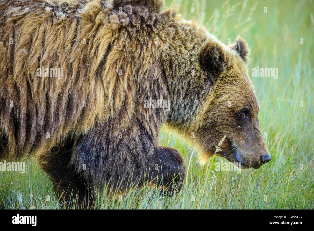 Grizzly bear in Jasper National Park, Canada Stock Photo - Alamy
