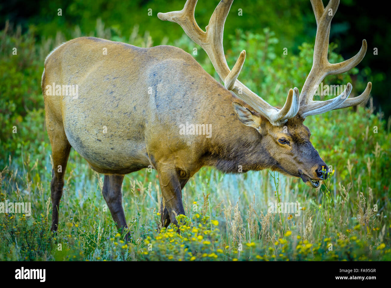 Bull elk, (Wapiti), in Jasper National Park, Canada Stock Photo - Alamy