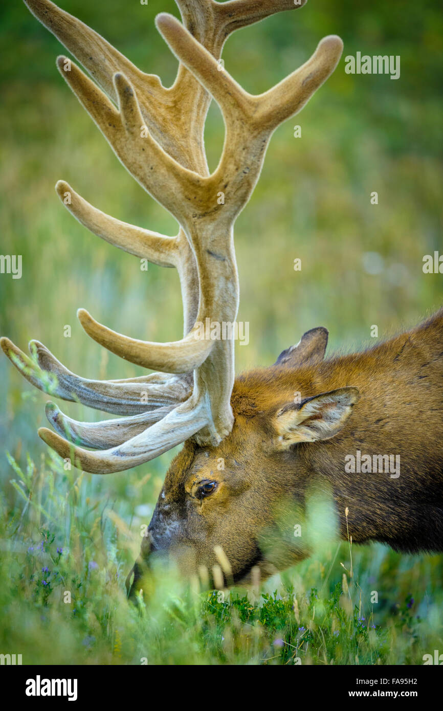 Bull elk, (Wapiti), in Jasper National Park, Canada Stock Photo - Alamy