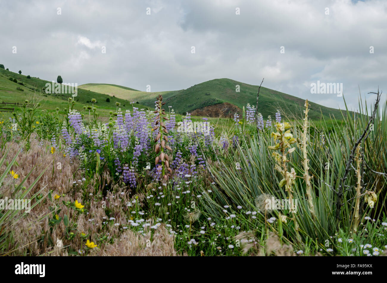 Colorado wild grass hi-res stock photography and images - Alamy