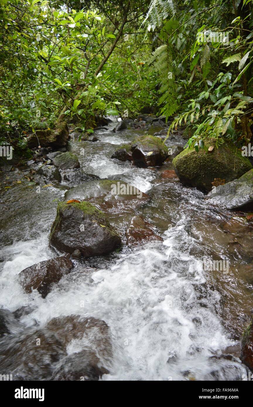 Spring water river of Gede Pangrango mountain national park in Sukabumi ...