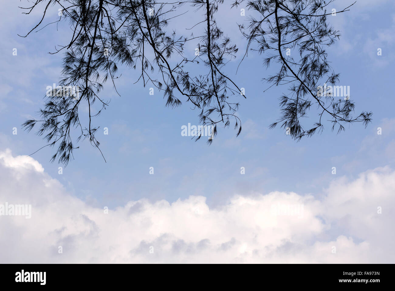 Tree foreground with blue sky background Stock Photo - Alamy