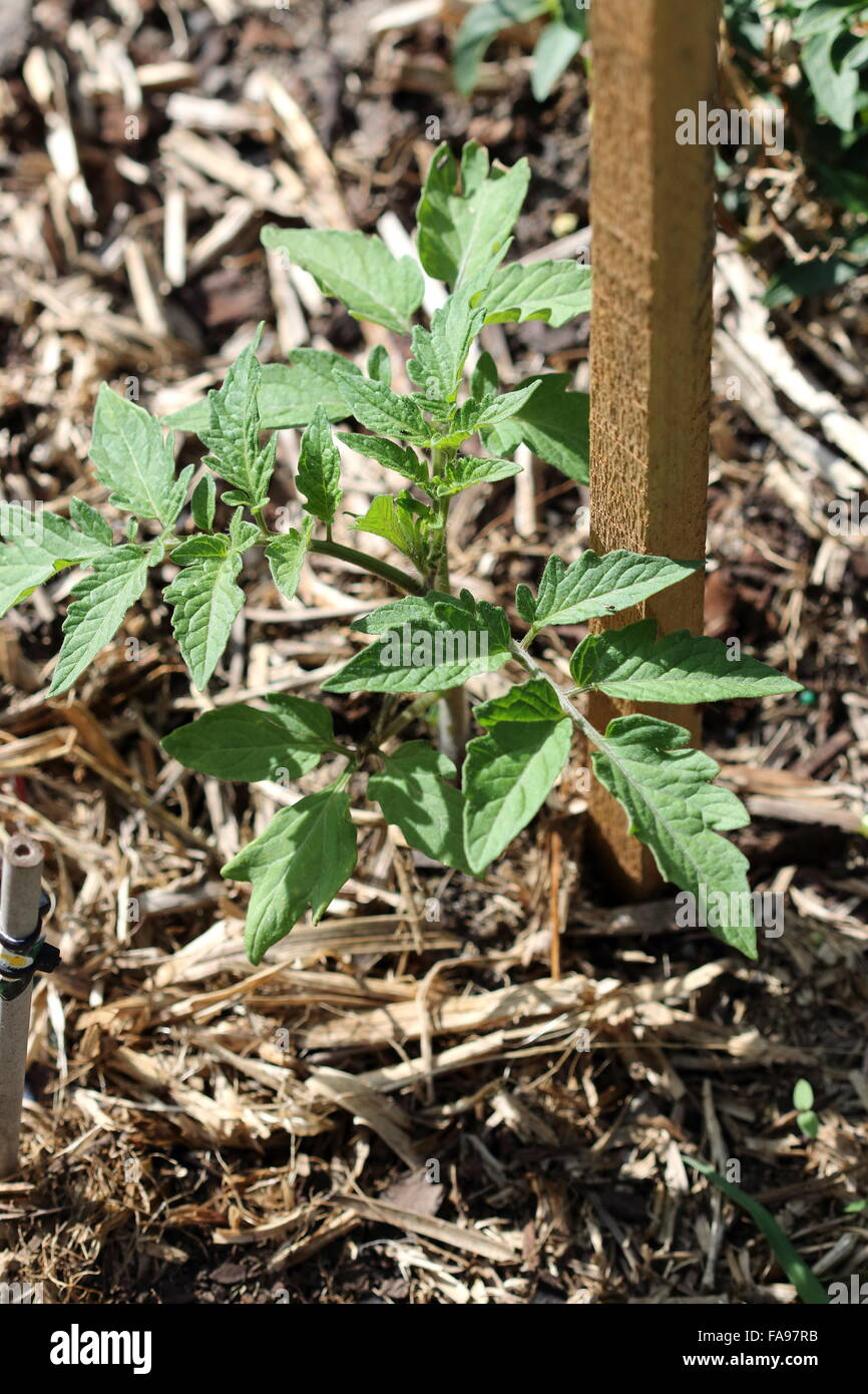 Growing tomato seedlings in the ground Stock Photo - Alamy