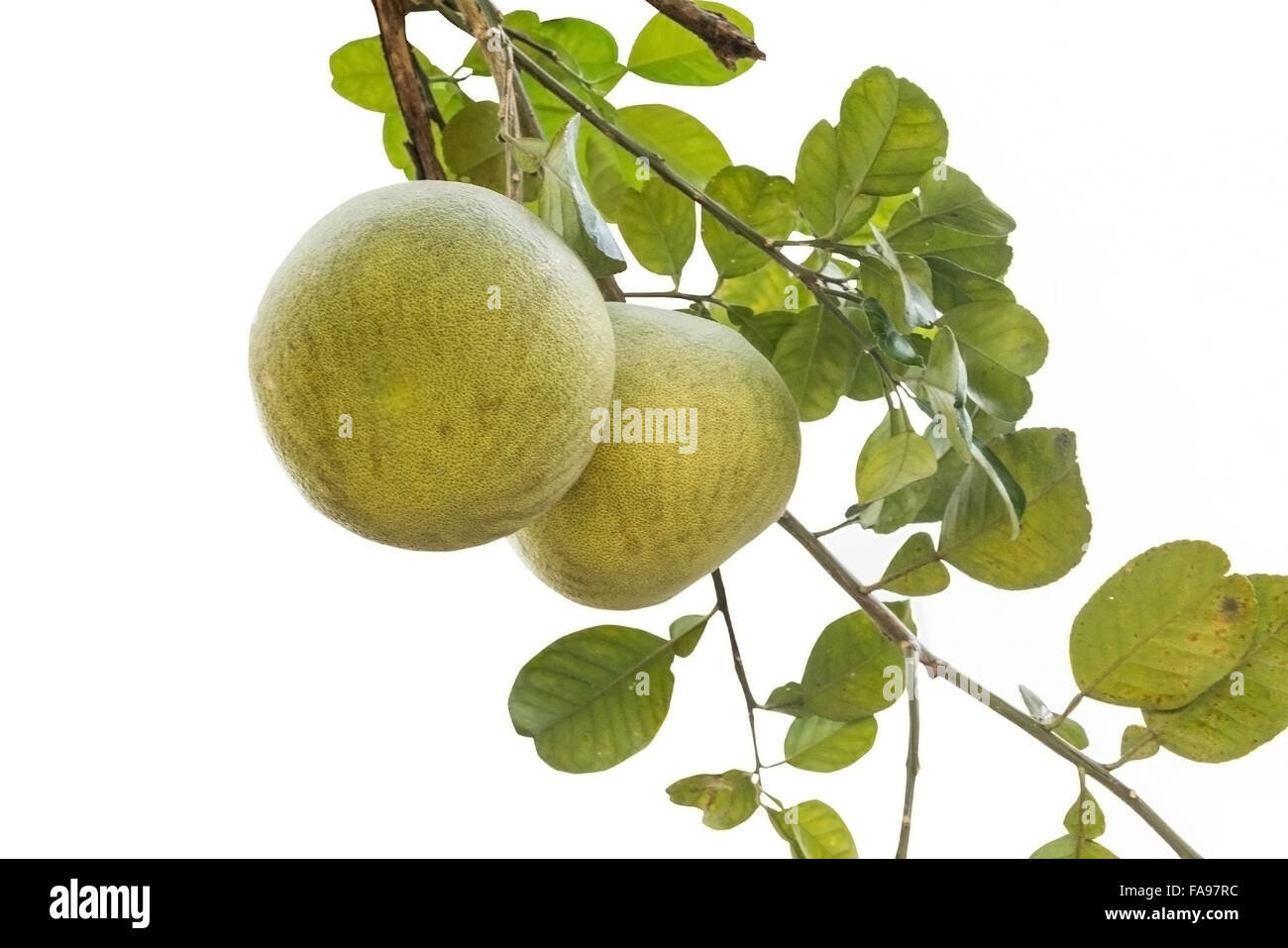 Pomelo hanging on tree isolated on white background Stock Photo - Alamy