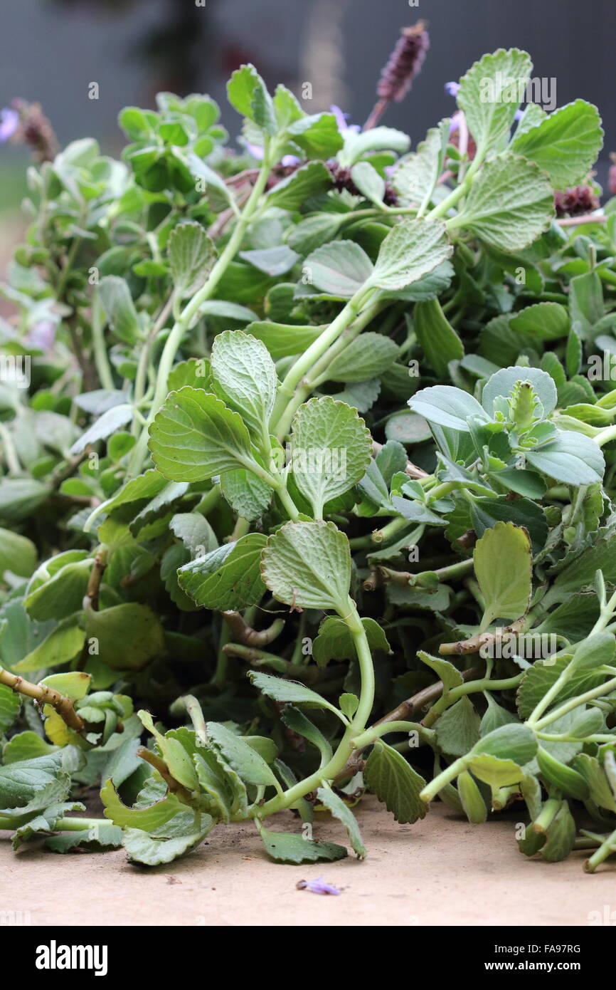 Dogbane Plectranthus caninus, Colues canina cuttings Stock Photo - Alamy