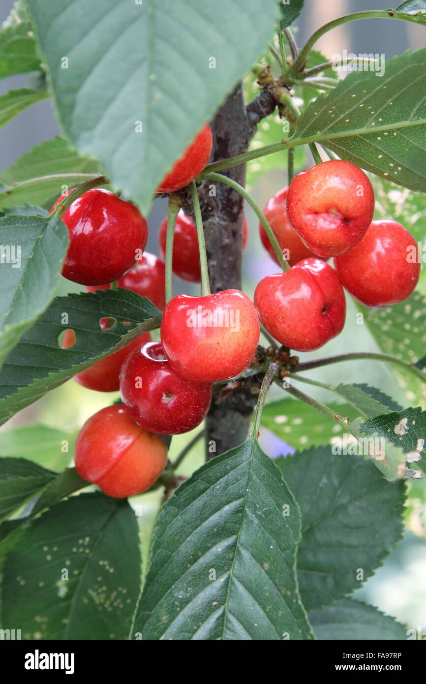 Lapins cherries ripening on a tree - cherries with green foliage Stock ...