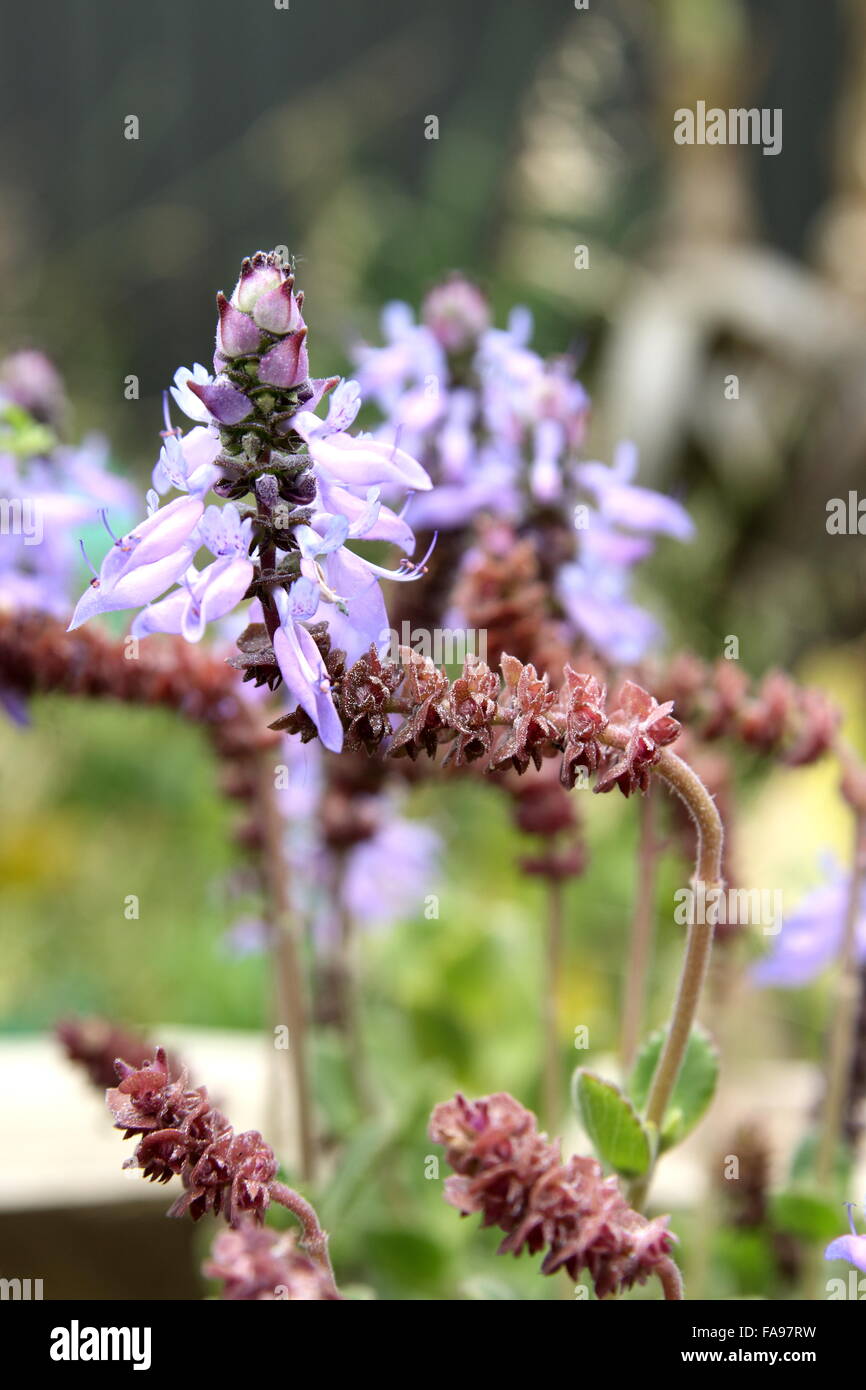 Dogbane Plectranthus caninus, Colues canina flower Stock Photo - Alamy