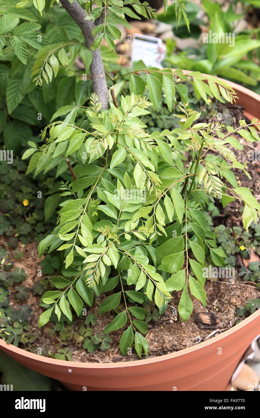 Planting curry tree hi-res stock photography and images - Alamy