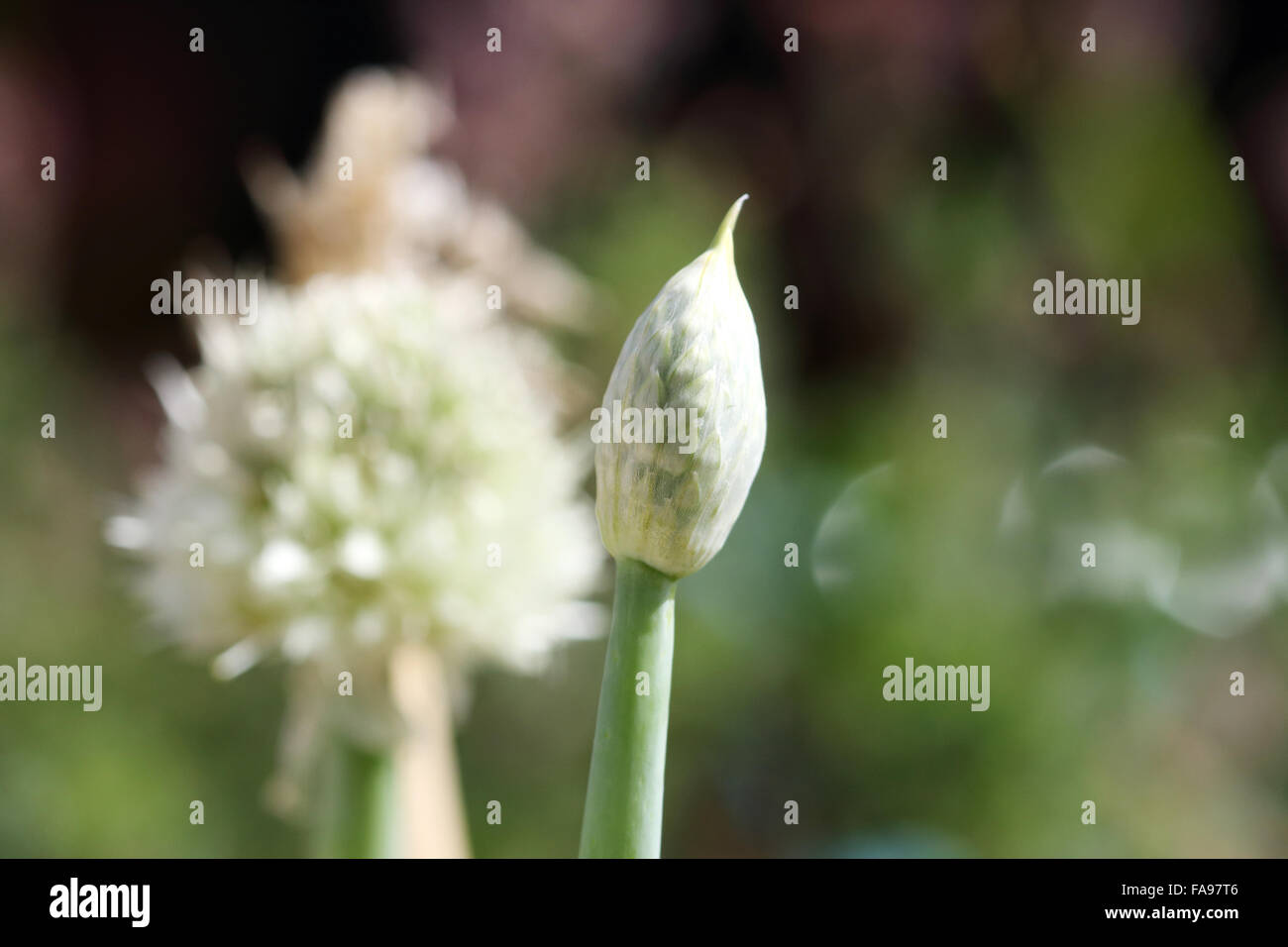 Close up of unopened spring onion flower Stock Photo - Alamy