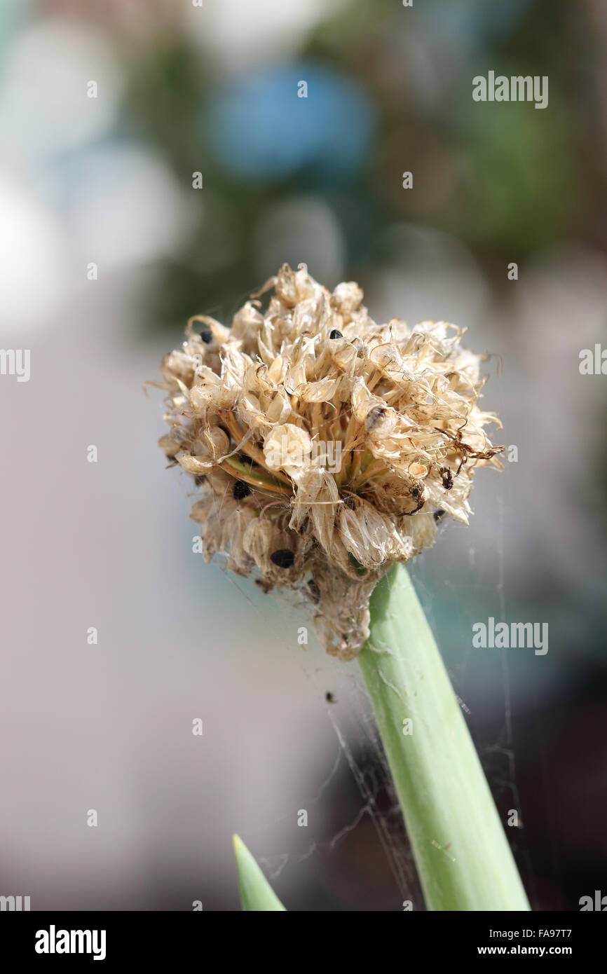 Dried Spring onion flower Stock Photo - Alamy