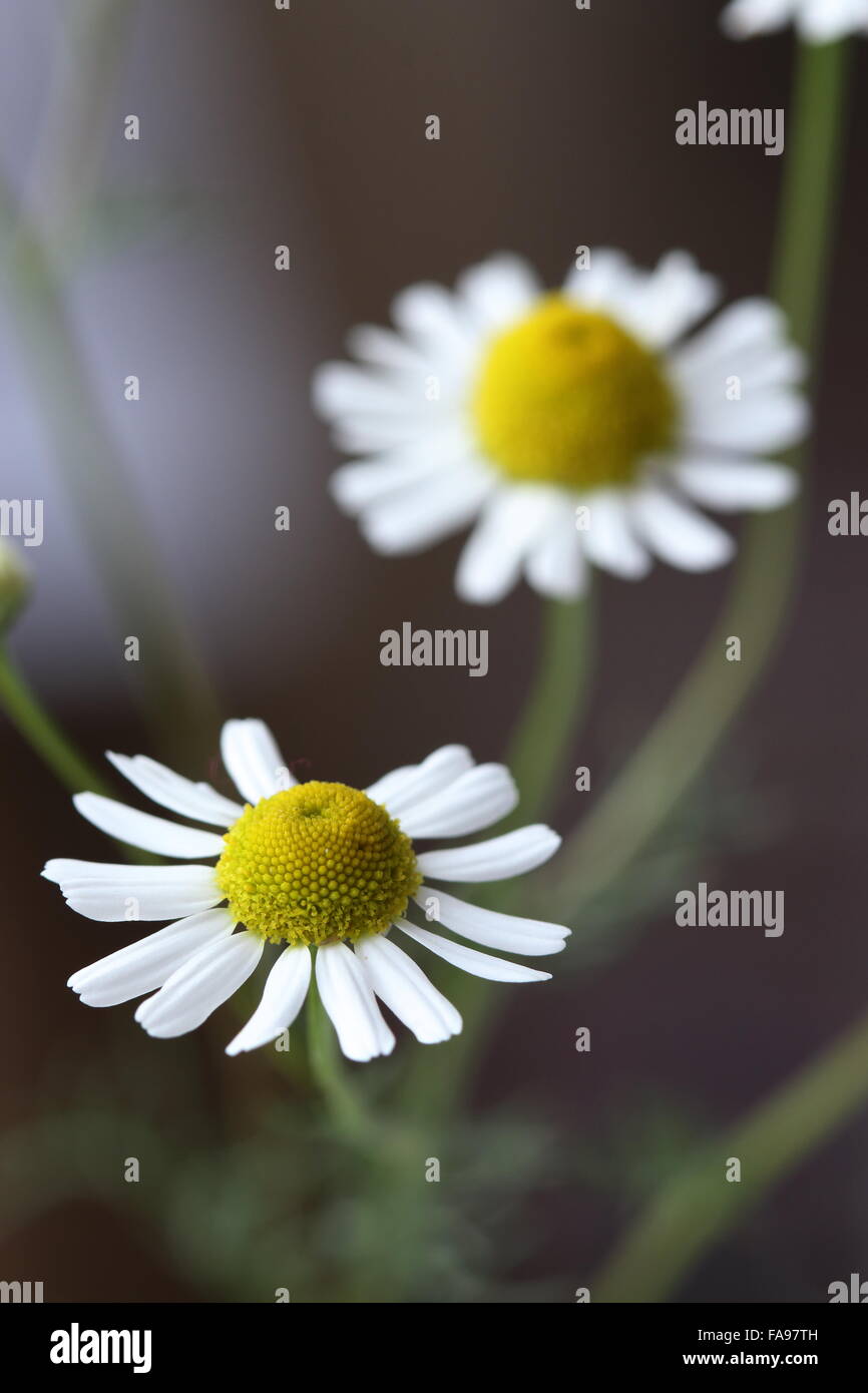 Full bloom chamomile hi-res stock photography and images - Alamy