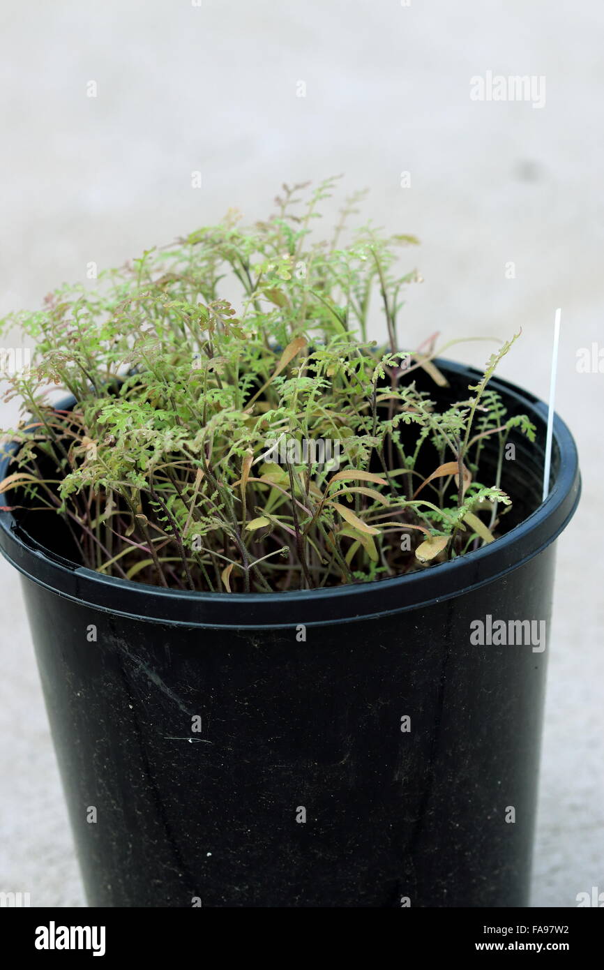 Mixed flower seedlings hi-res stock photography and images - Alamy