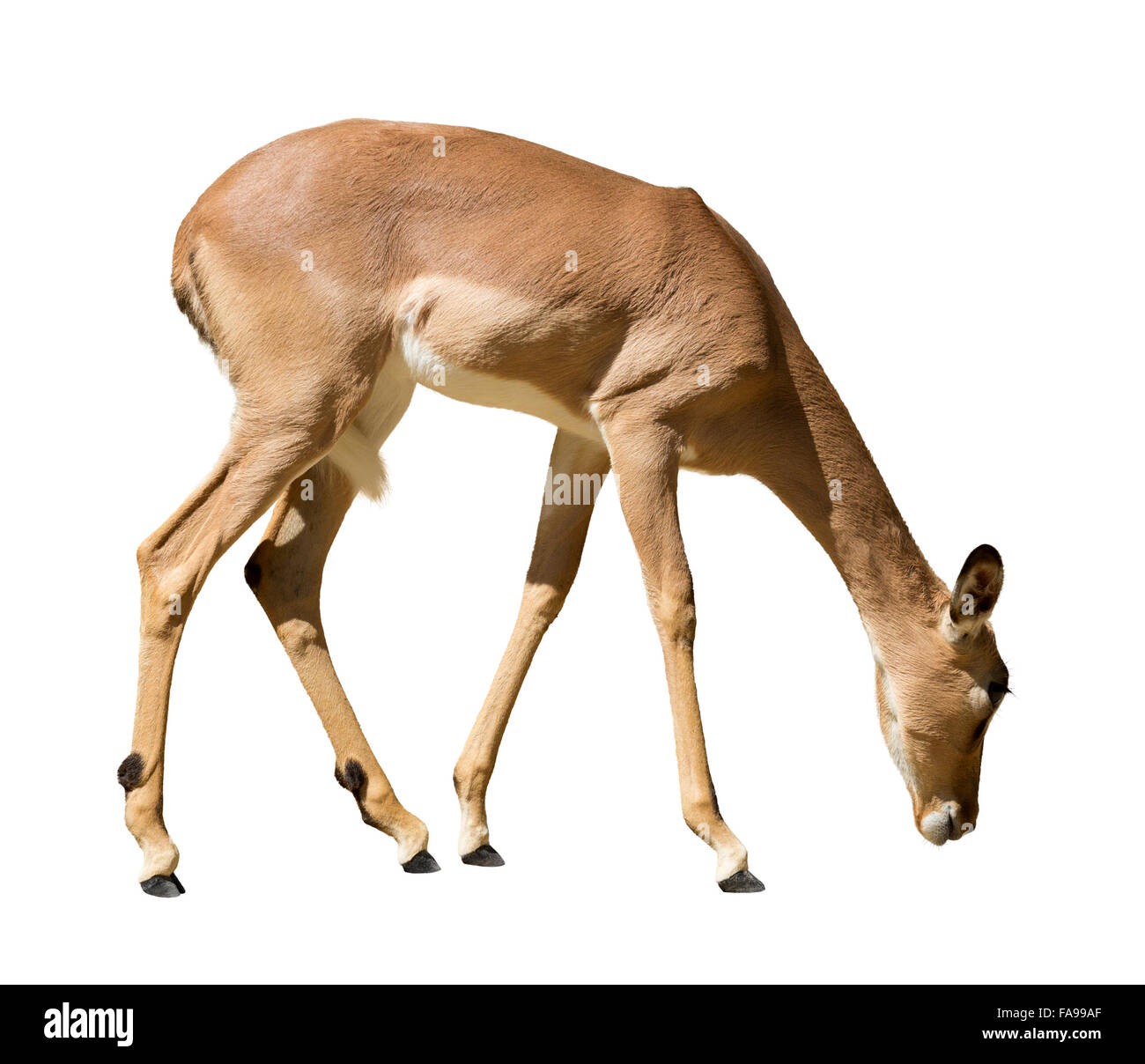 Female impala, isolated on white Stock Photo - Alamy