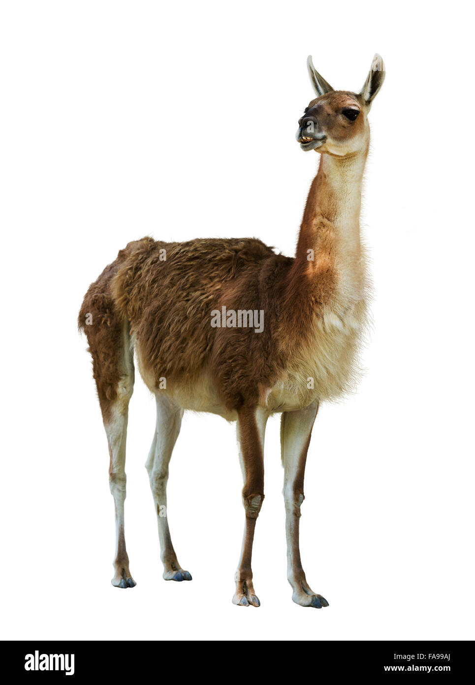 Standing guanaco. Isolated on white background Stock Photo - Alamy
