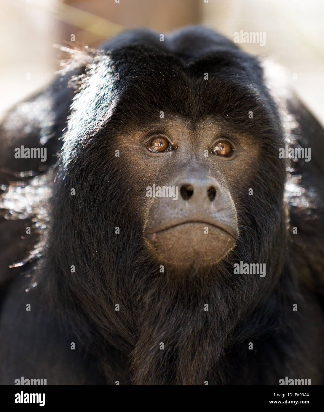Portrait of black howler monkey Stock Photo - Alamy