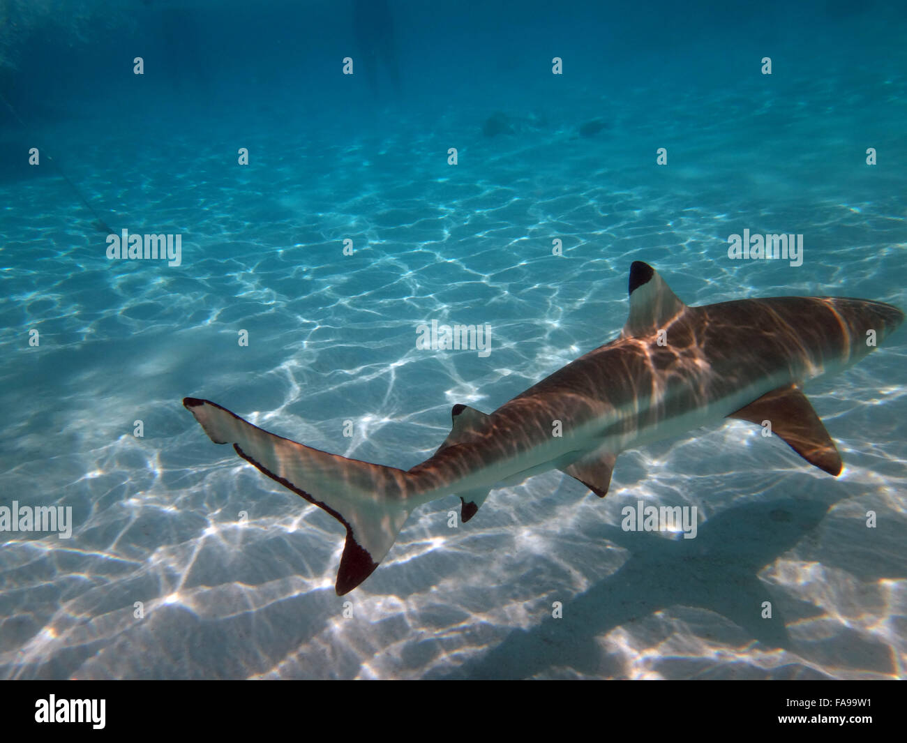 Blacktip reef shark in the lagoon of Moorea, French Polynesia Stock ...