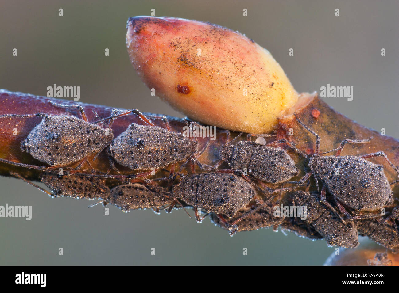 Blackflies or aphids on a twig with a bud Stock Photo - Alamy
