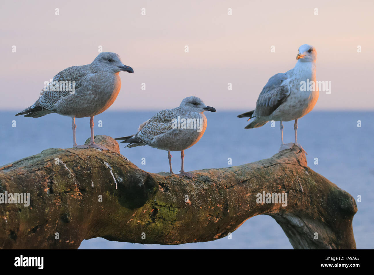 Immature herring gull hi-res stock photography and images - Alamy