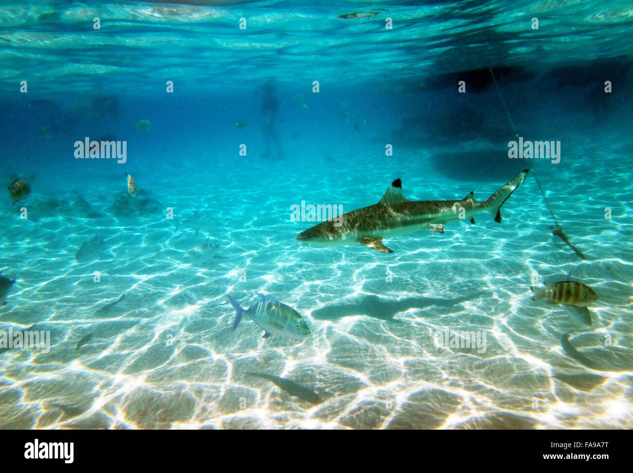 Blacktip reef shark in the lagoon of Moorea, French Polynesia Stock ...
