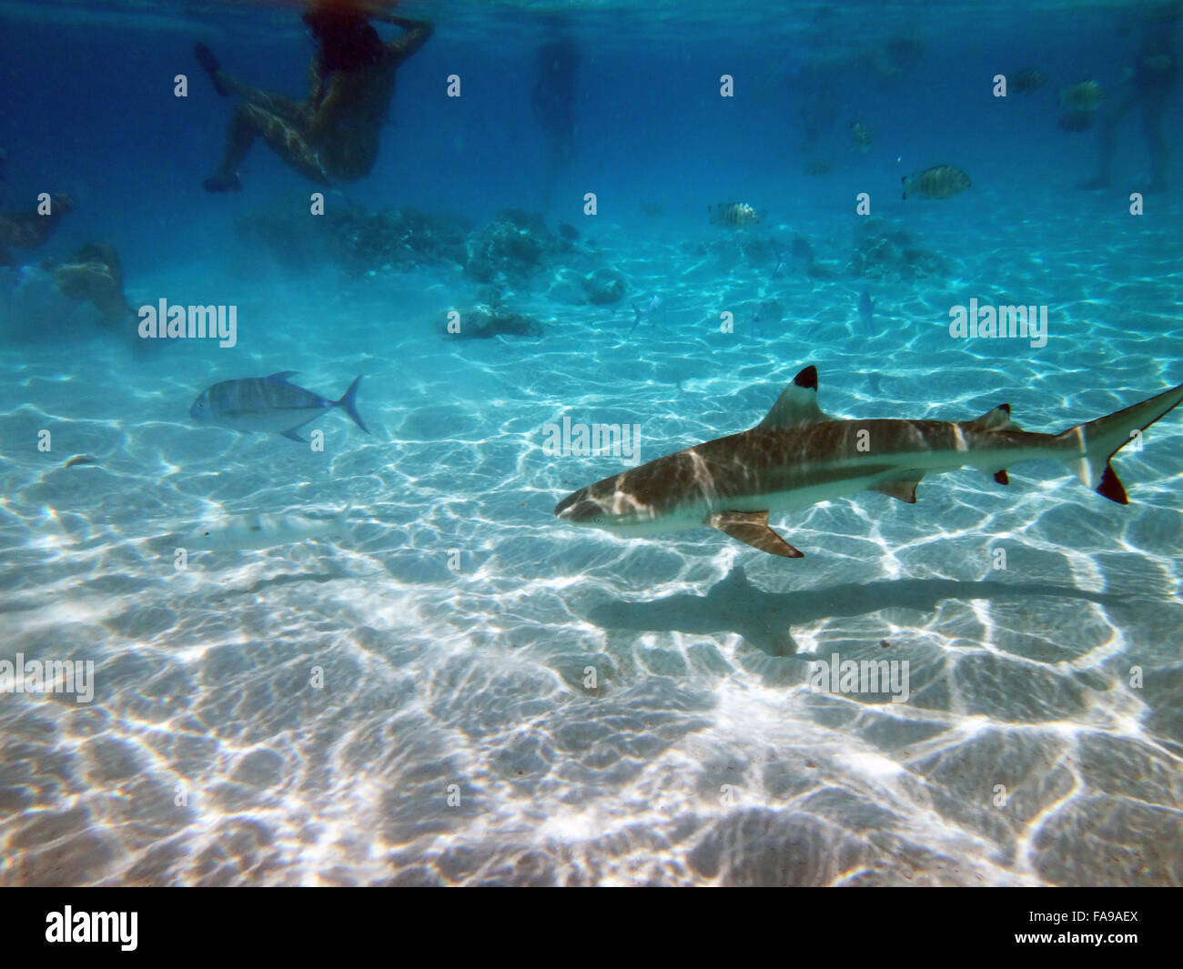 Blacktip reef shark in the lagoon of Moorea, French Polynesia Stock ...