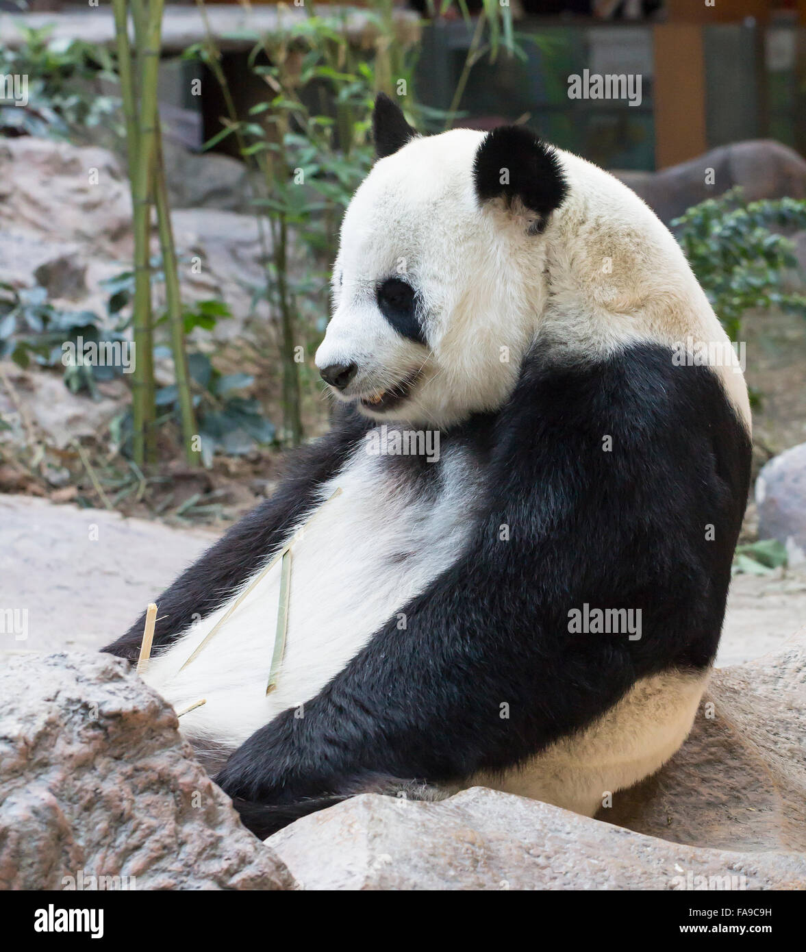 Giant panda bear eating bamboo Stock Photo - Alamy