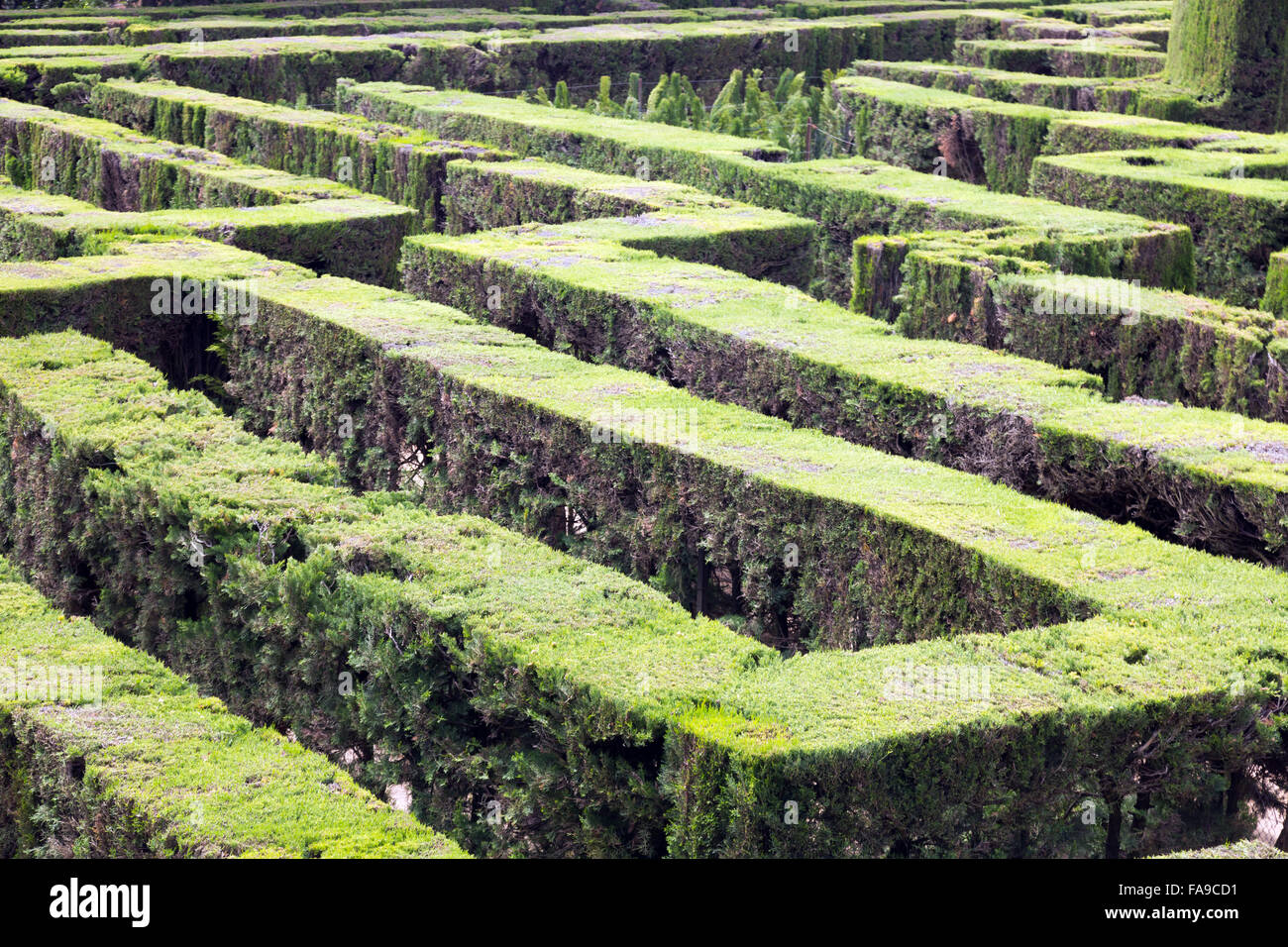 Plant of Labyrinth at Parc del Laberint de Horta in Barcelona ...
