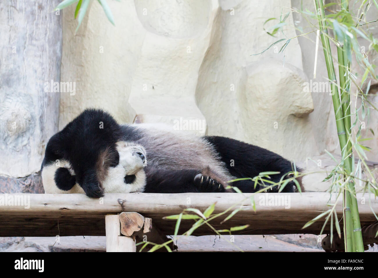 Giant Panda Cubs Sleeping