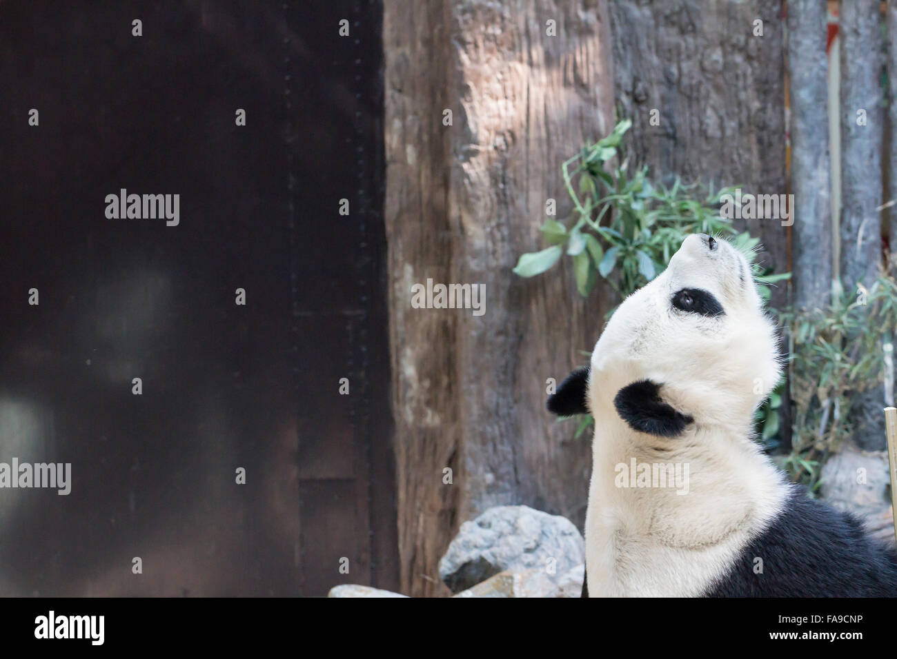 Giant panda bear looking up Stock Photo - Alamy