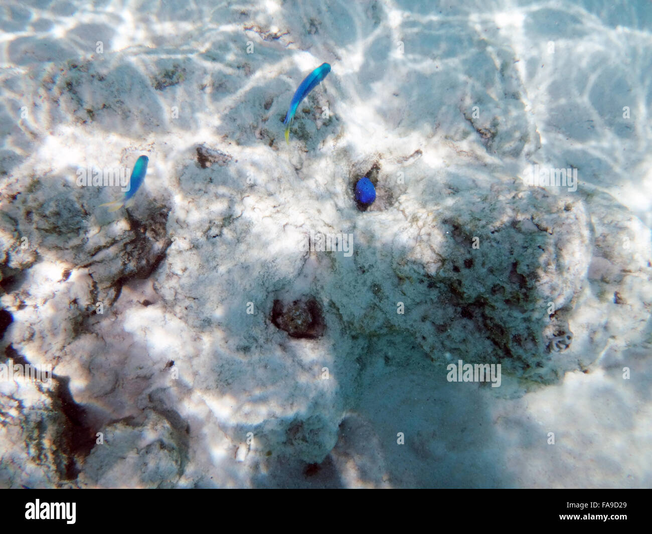 Marine life on the sandbank in the lagoon of Moorea, French Polynesia ...