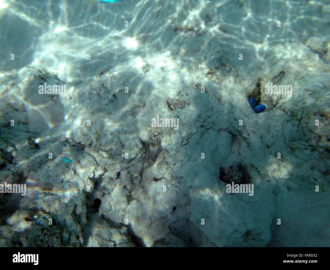 Marine life on the sandbank in the lagoon of Moorea, French Polynesia ...