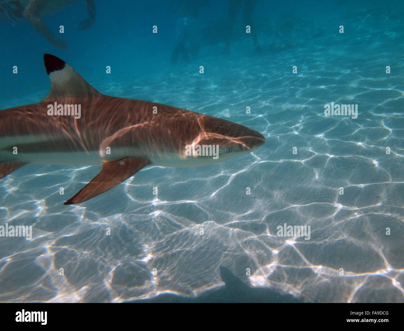 Blacktip reef shark in the lagoon of Moorea, French Polynesia Stock ...