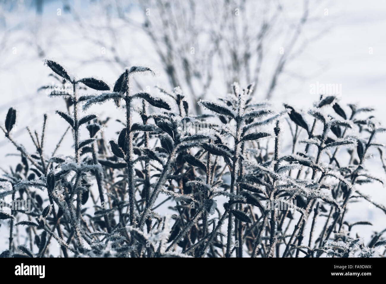 beautiful branch bush leaves in the frost on the background of the ...