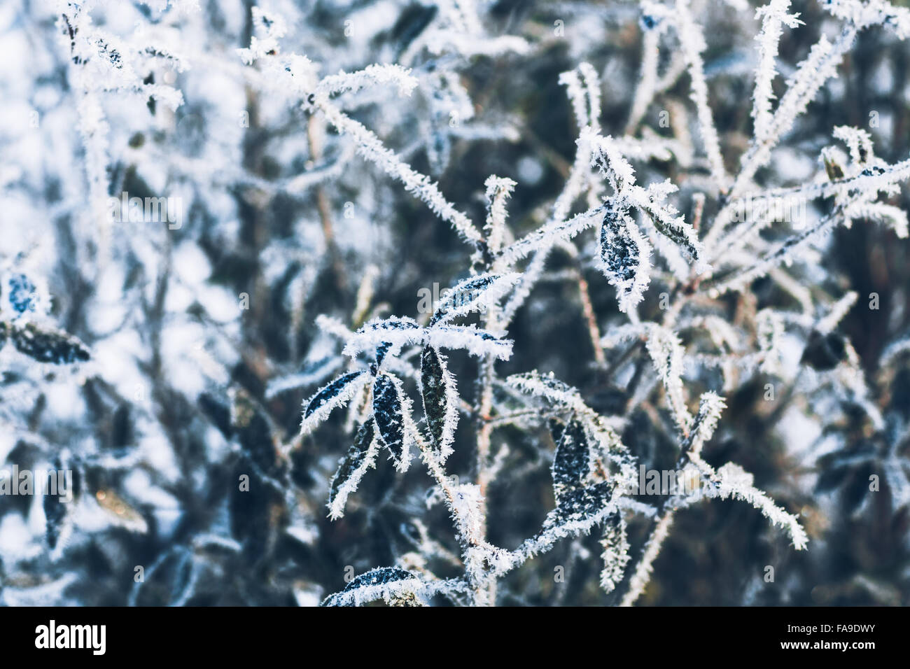 beautiful branch bush leaves in the frost on the background of the ...