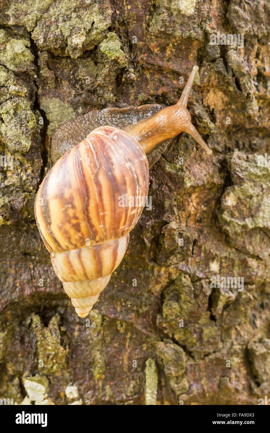 Big garden snail hi-res stock photography and images - Alamy