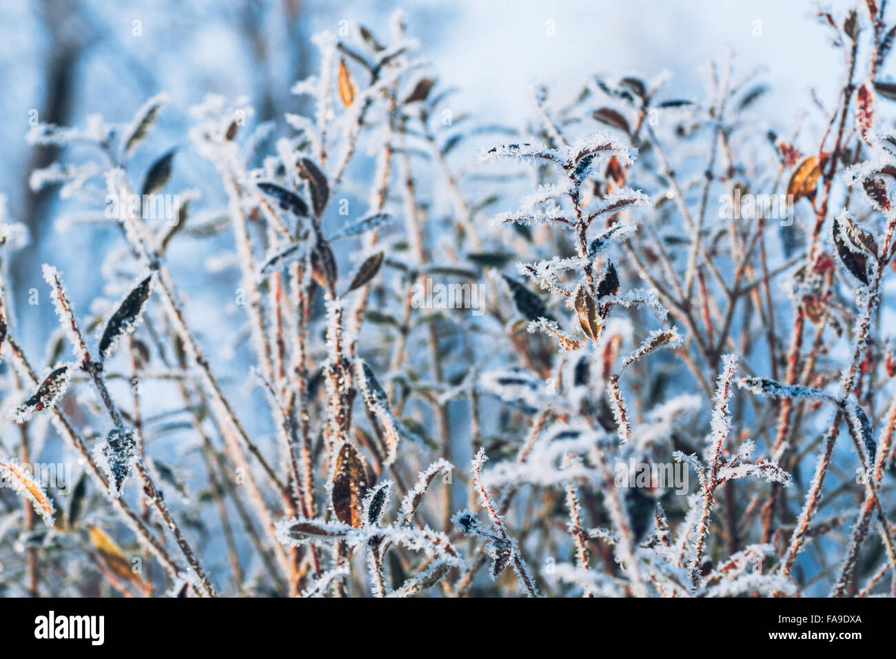 beautiful branch bush leaves in the frost on the background of the ...