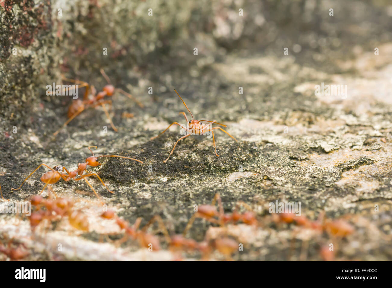 Red weaver ant hi-res stock photography and images - Alamy