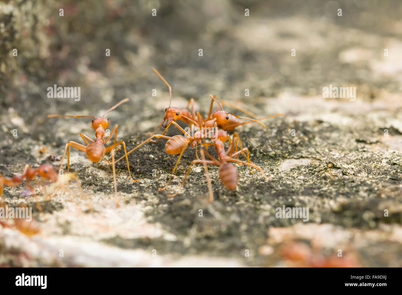 Red weaver ants Stock Photo - Alamy