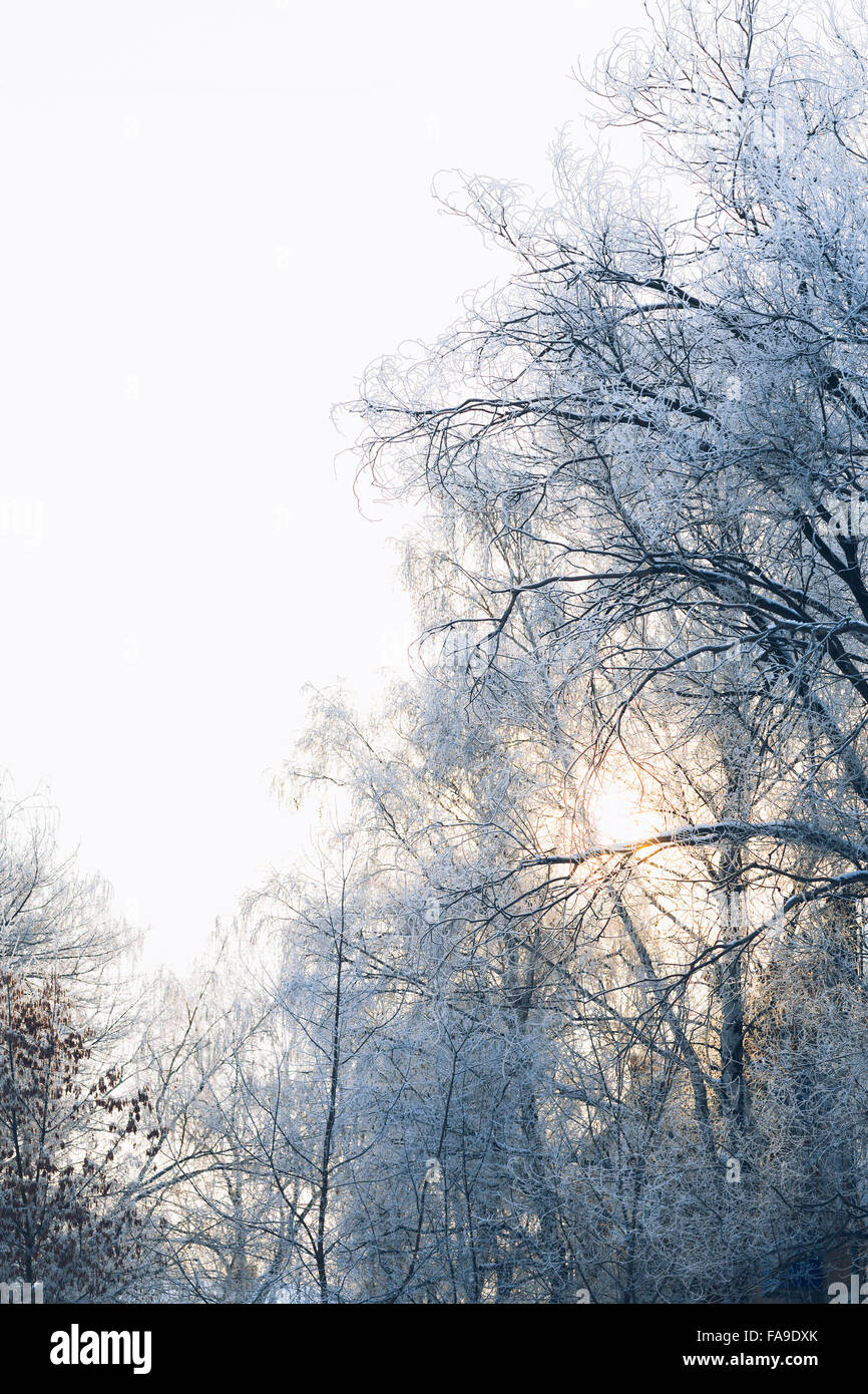 Beautiful tree branches in the frost on the background of the winter ...