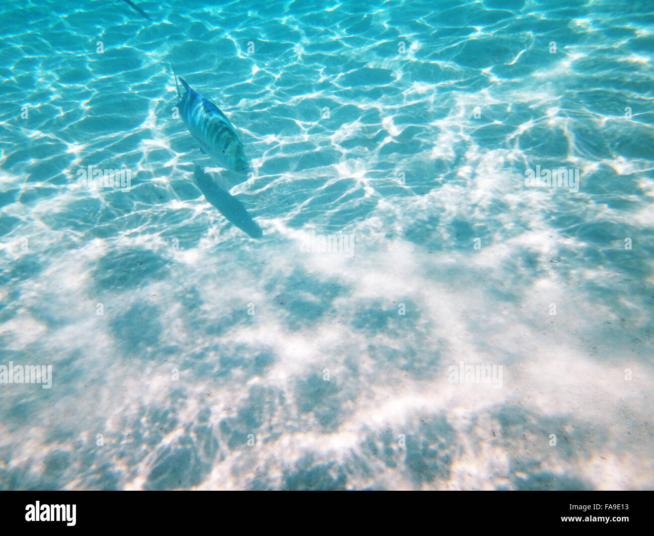 Marine life on the sandbank in the lagoon of Moorea, French Polynesia ...