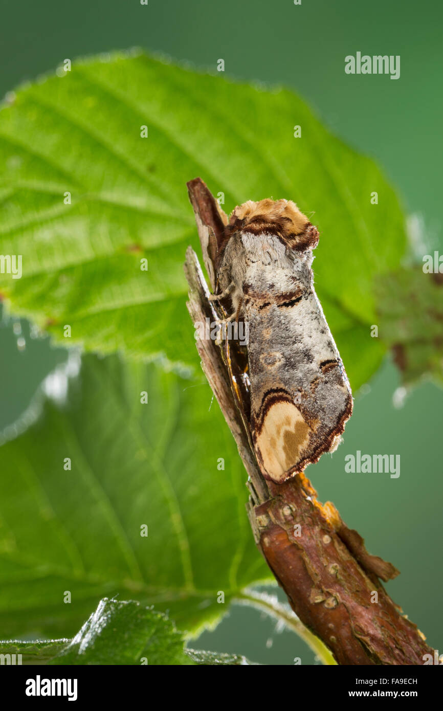 Buff tip moths hi-res stock photography and images - Alamy