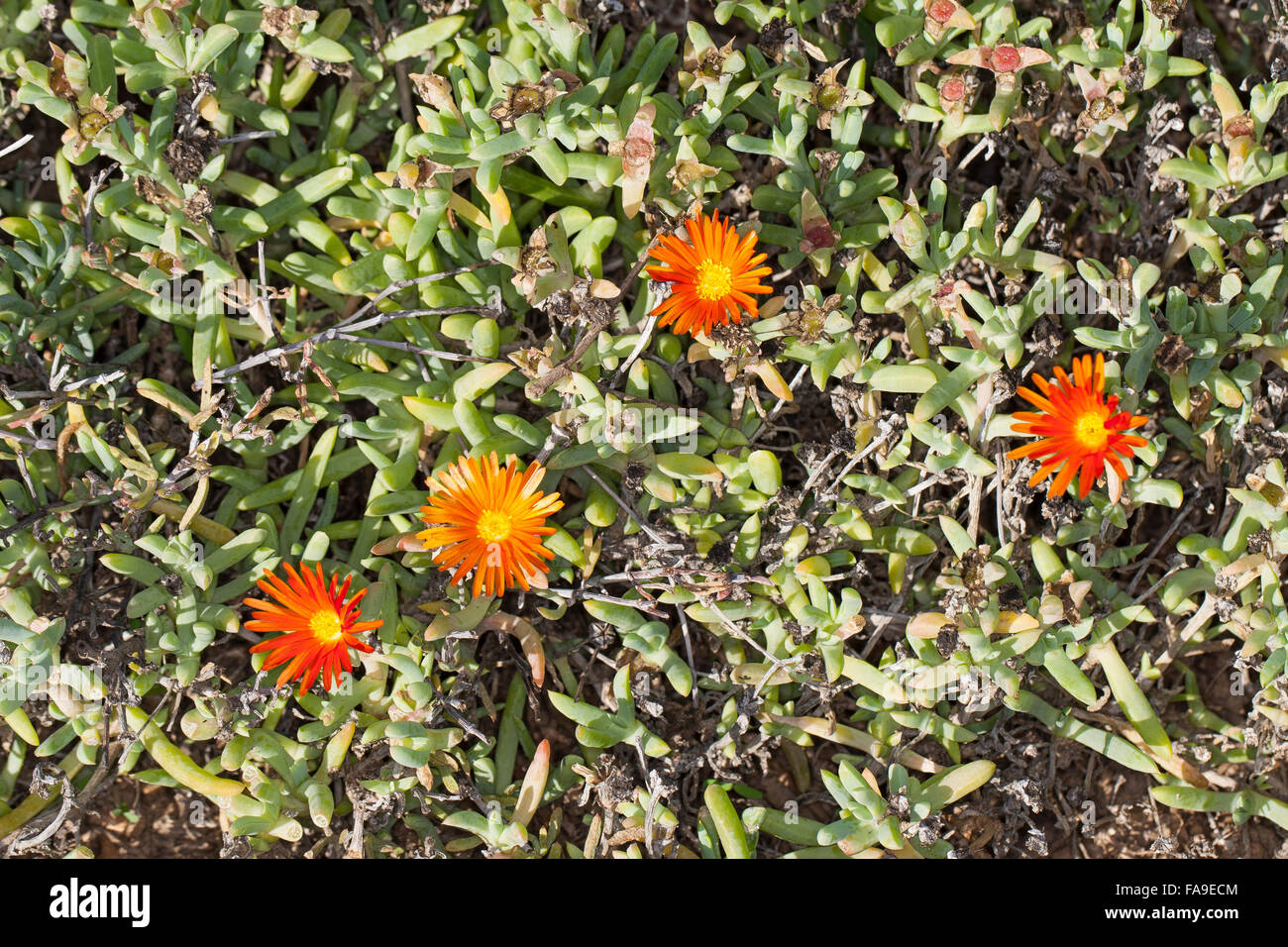 Ice Plant, crocea iceplant, coppery iceplant, Mittagsblume, Malephora ...