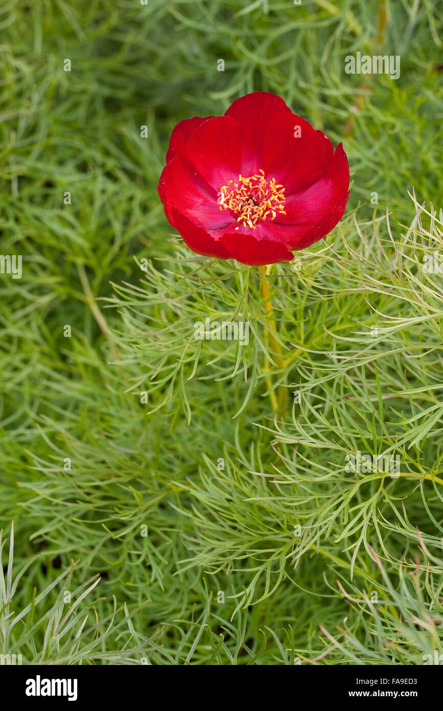 Pfingstrose hi-res stock photography and images - Alamy