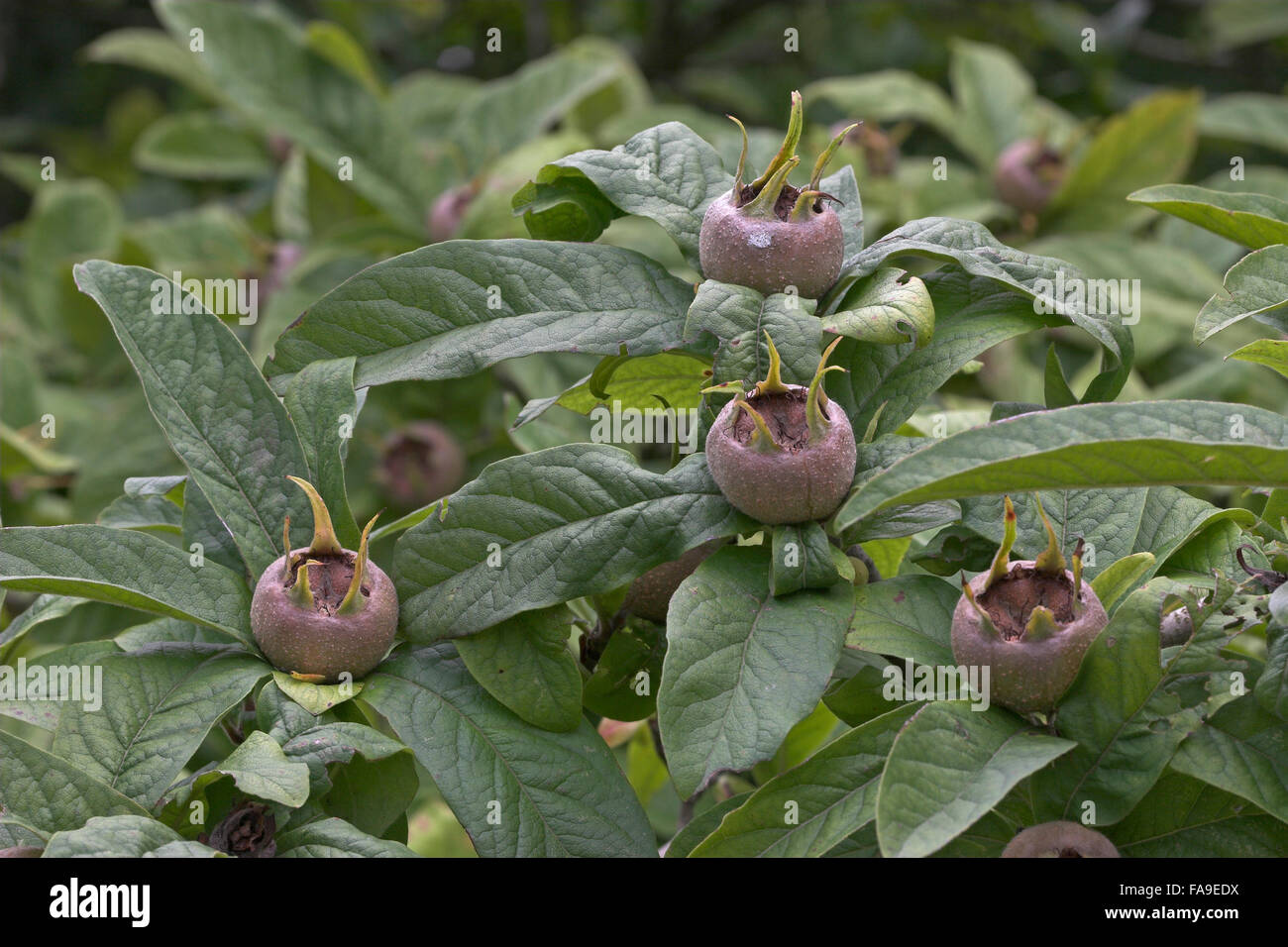 Medlar, common medlar, Echte Mispel, Mispel, Mespilus germanica ...