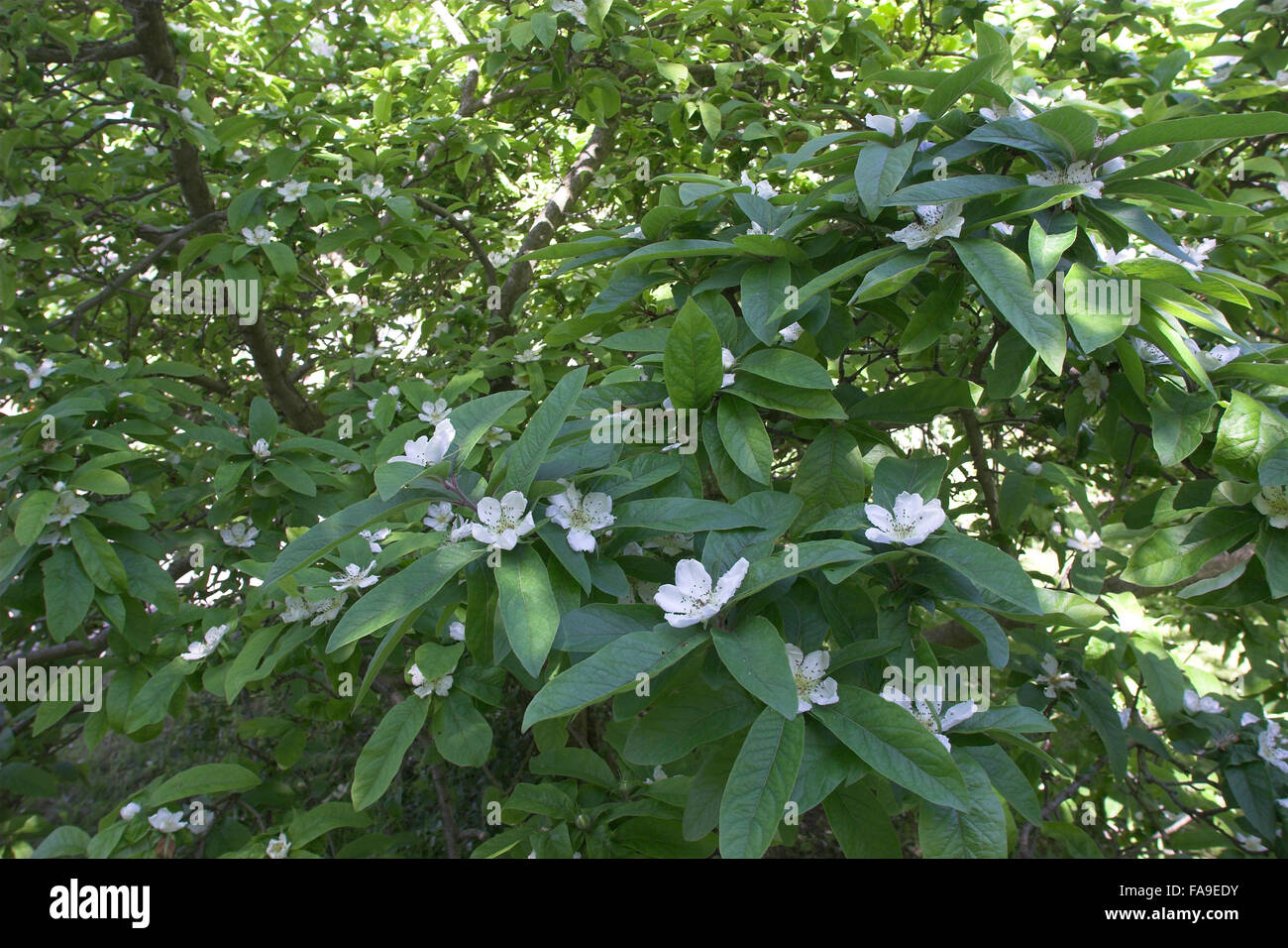 Mispel baume hi-res stock photography and images - Alamy