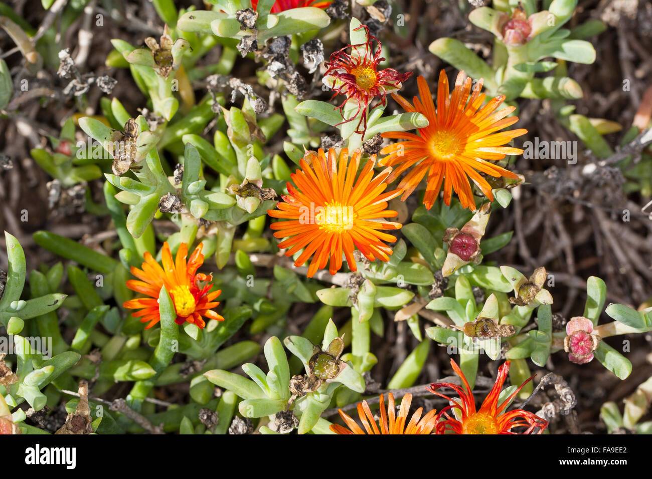 Ice Plant, crocea iceplant, coppery iceplant, Mittagsblume, Malephora ...