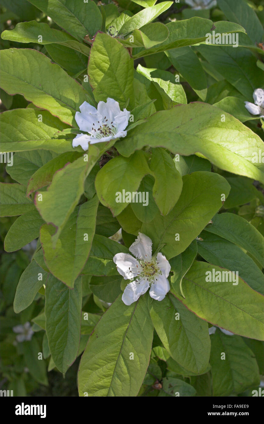 Neflier commun hi-res stock photography and images - Alamy